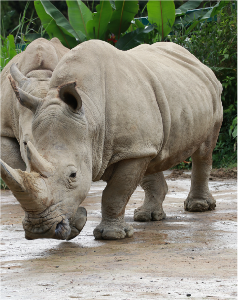 Bioparque Ukumarí, parque temático de flora Y fauna🦝 más grande ...